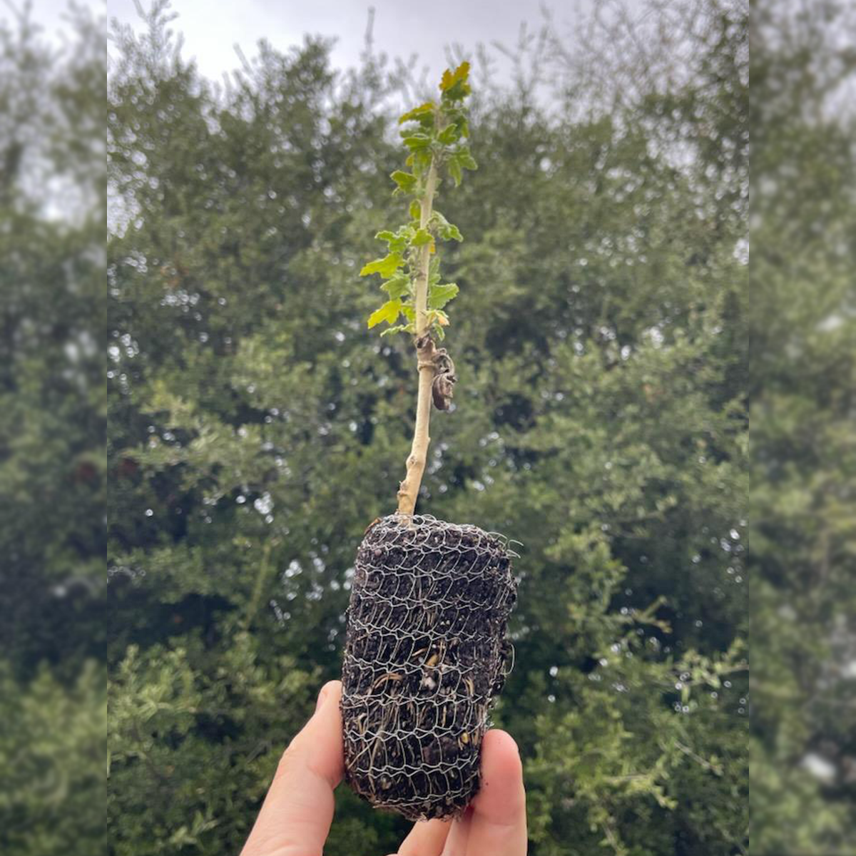 Vole King® | Protect Your Plants From Voles and Gophers