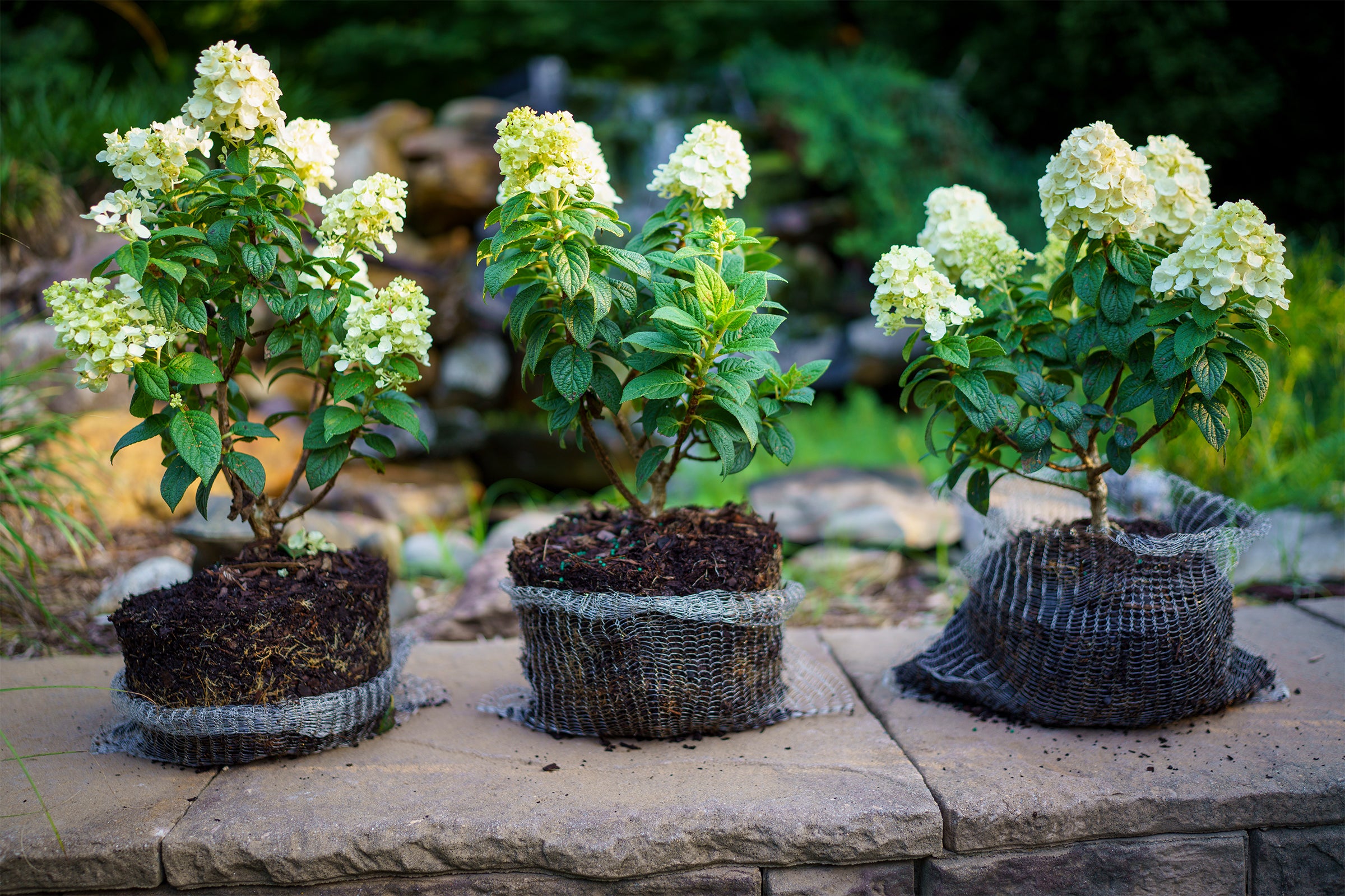 Vole King | Permanently Protect Your Plants From Burrowing Rodents